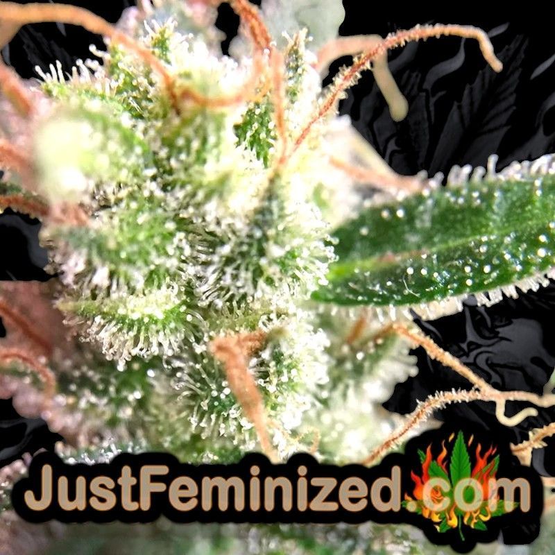 Buy Treasure Island by SinCity Seeds at Just Feminized