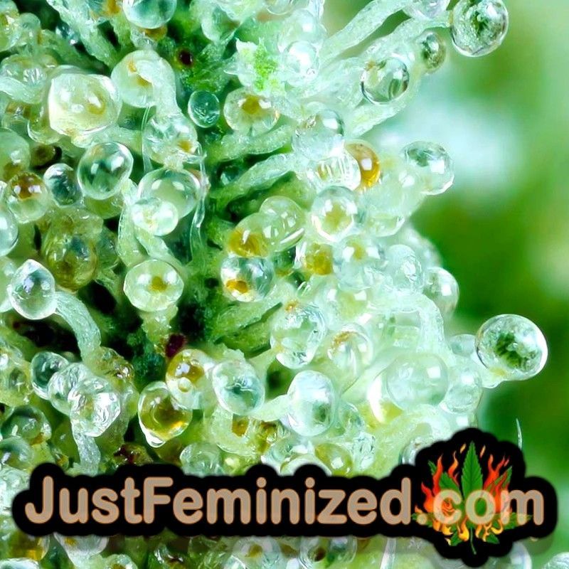 Buy Alien Abduction by Flavour Chasers at Just Feminized