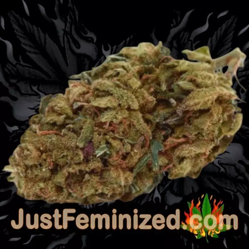 Buy AK Fire by Dragon Seeds at Just Feminized Seed Bank
