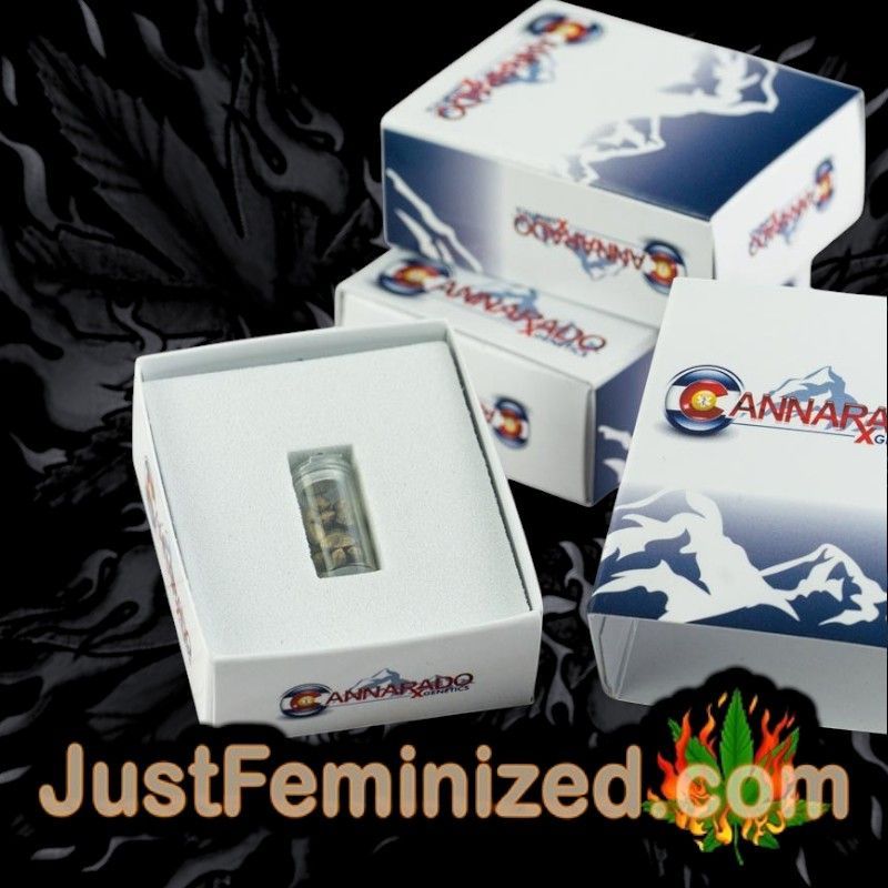 Buy Lemon Slushee by Cannarado Genetics at Just Feminized