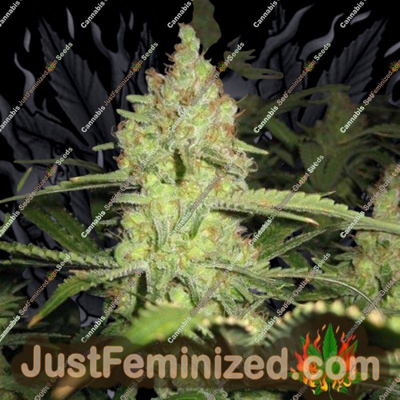 Buy Lemon Pineapple by 710 Genetics at Just Fem Seeds