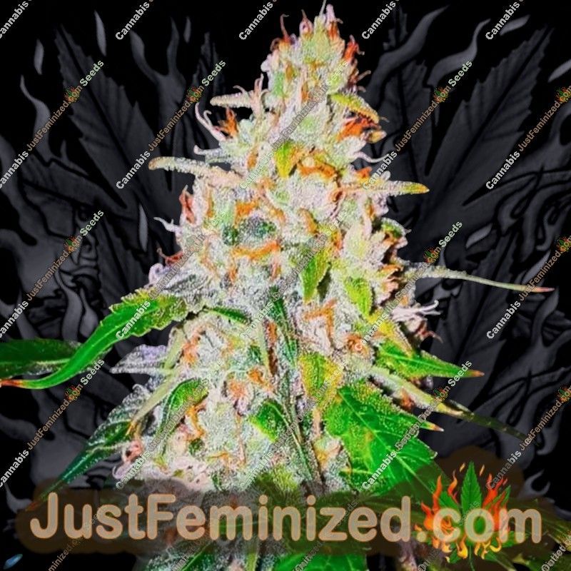 Buy Sweet Tooth Auto by BSB Genetics at Just Fem Seeds