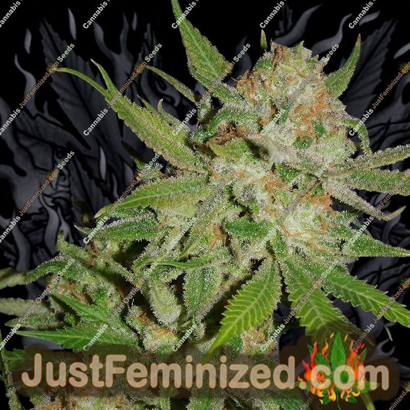 Buy Chemdawg No.4 by BSB Genetics at Just Feminized Seeds