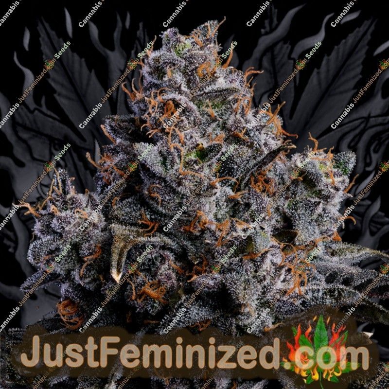 Buy Grape Pop Rocks Auto by Anesia Seeds at Just Feminized