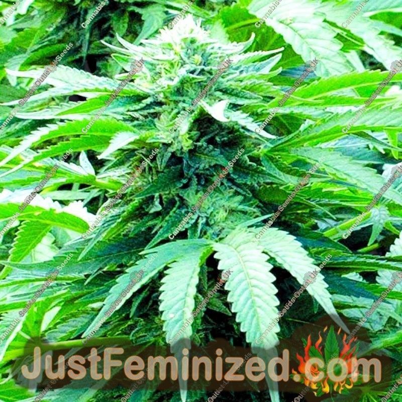 Buy Trinity Kush by Emerald Triangle at Just Feminized